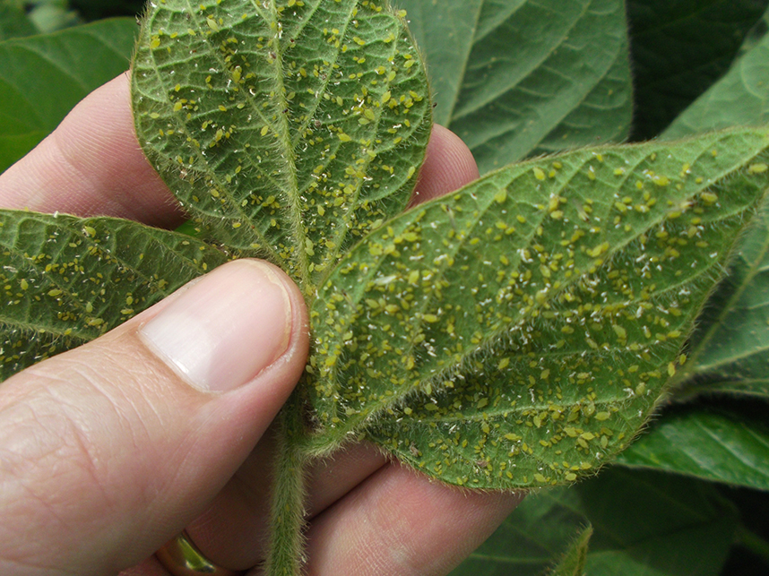 Aphids Spray Or Pray Good In Every Grain aphids-spray-or-pray-good-in-every-grain